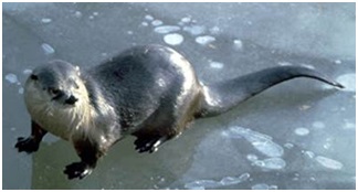 Labrador quo vadis? – Labrador Retriever vom Keien Fenn